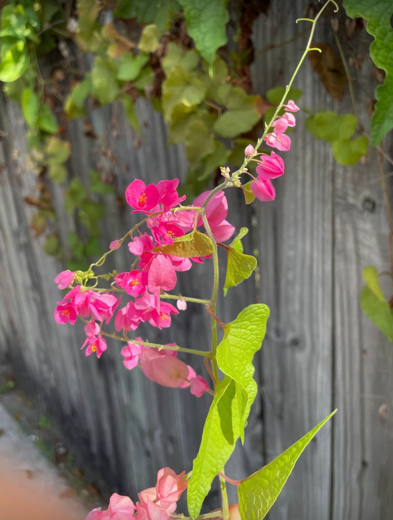 Pink Coral Vine Plant Starter (antigonon Leptopus) - Beautiful and ...