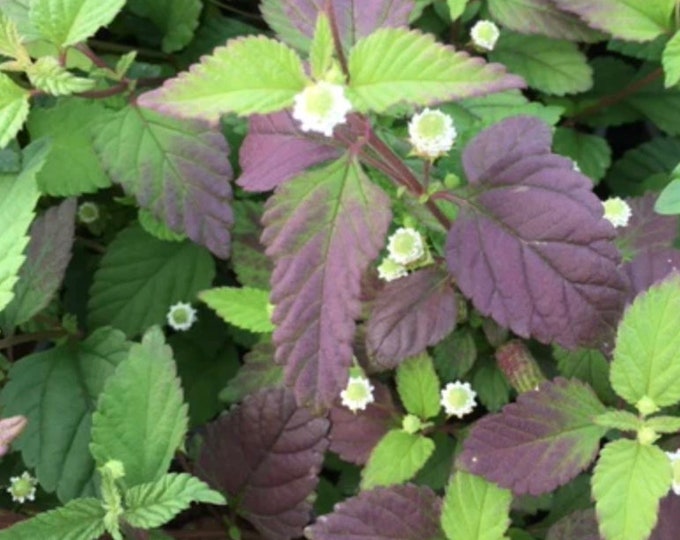 Aztec Sweet Herb Lippia Dulcis Plant - Etsy