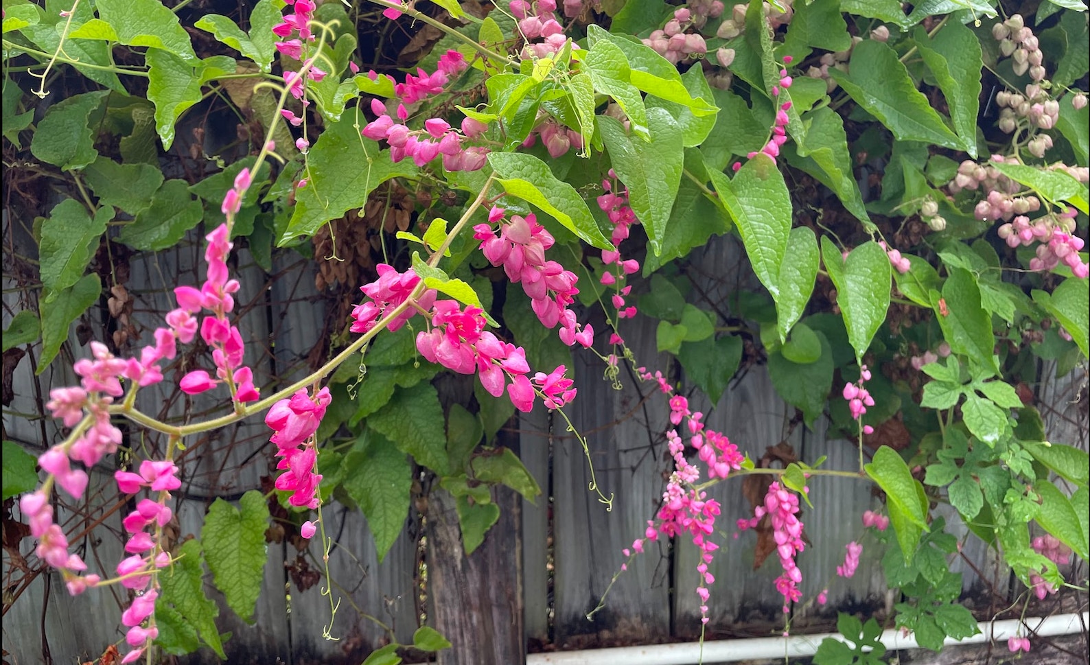 Pink Coral Vine Plant Starter (antigonon Leptopus) - Beautiful and ...