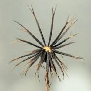 Pack of 100 Bidens Alba (spanish Needle) Seeds - Organic - Etsy