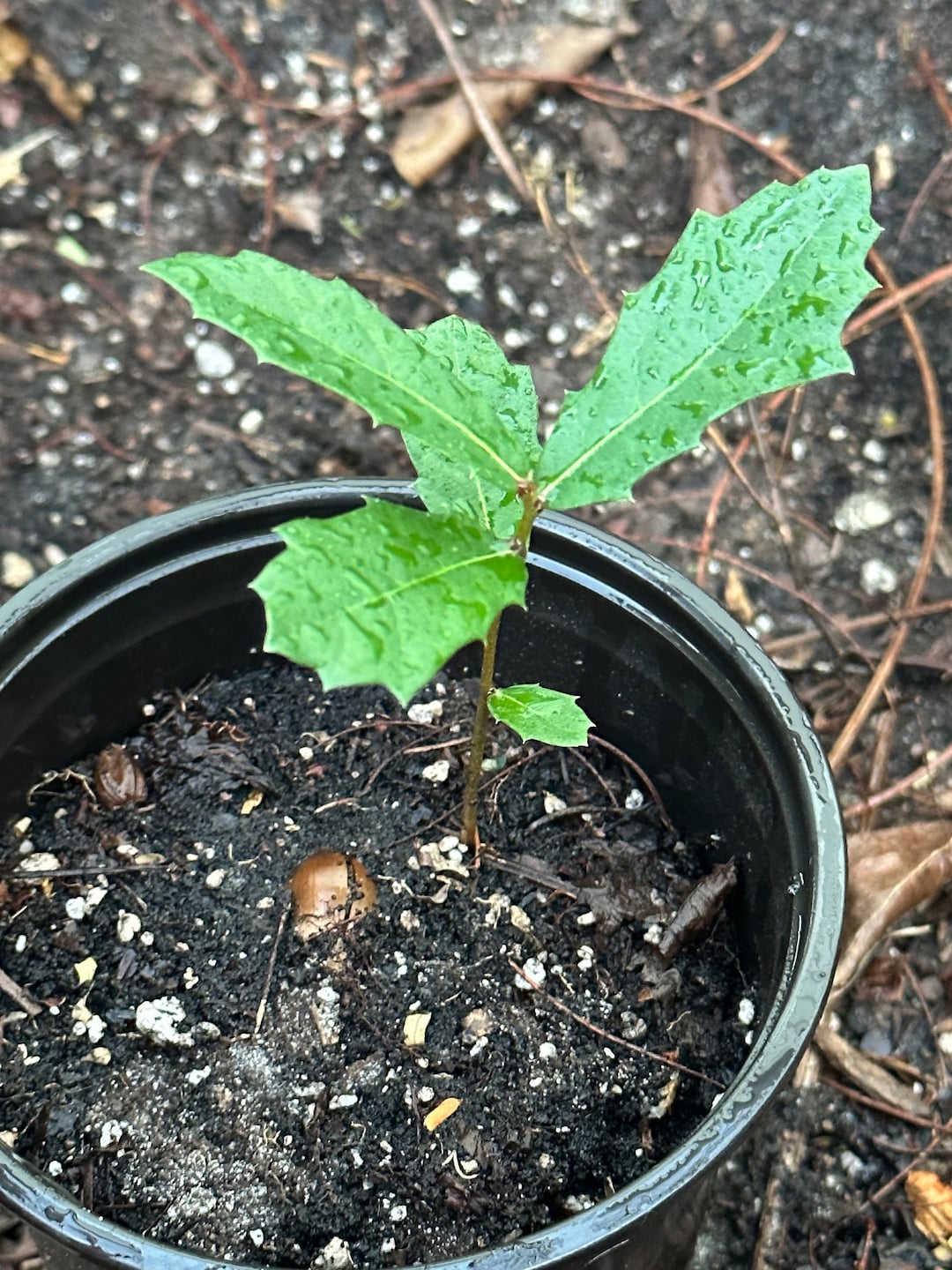Southern Live Oak Seedling (quercus Virginiana) | Organic and Healthy ...