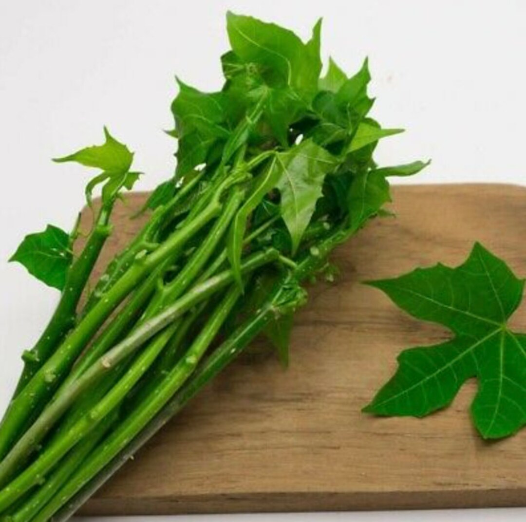 4 Chaya Spinach Plant Cuttings 8-10” - Easy-to-root Start for Your ...