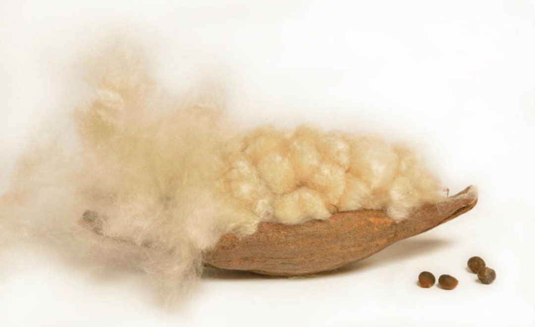Kapok Silk Cotton Tree Seeds (ceiba Pentandra) | Organic Seeds for ...