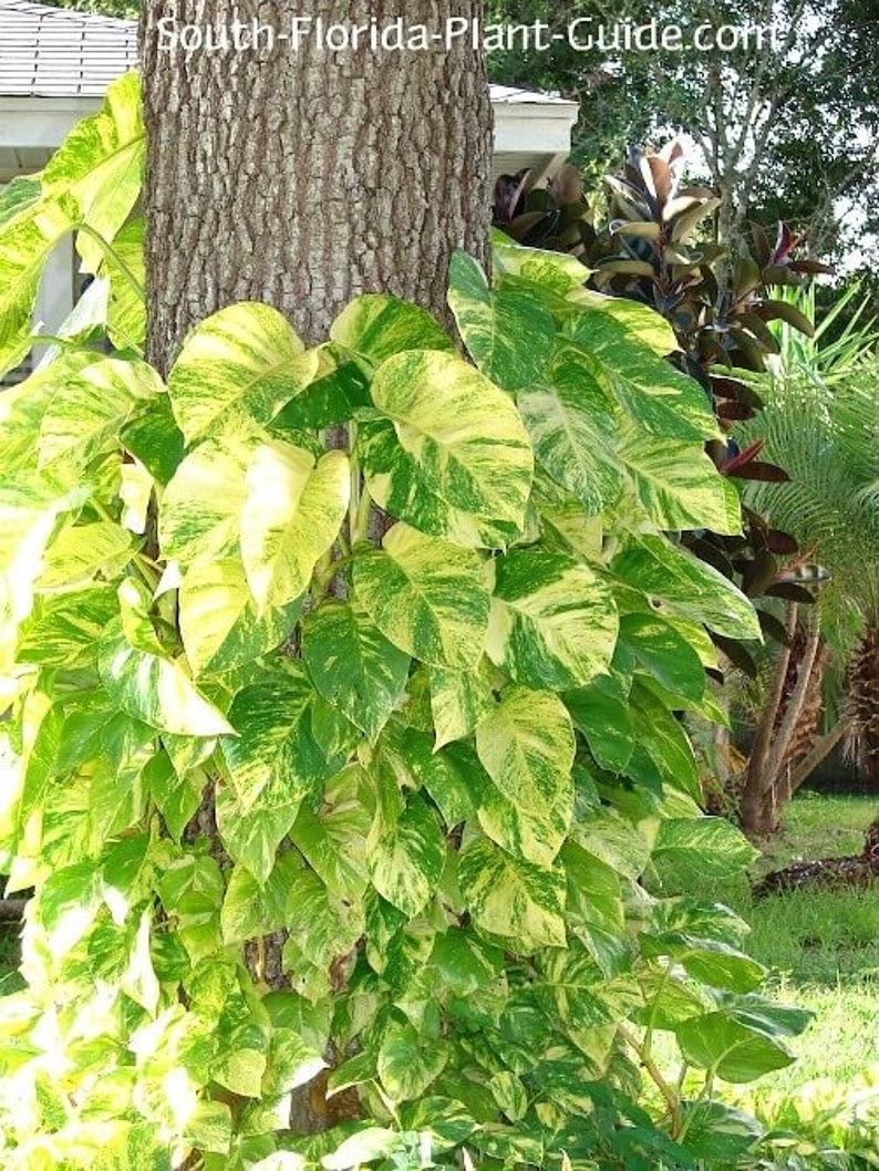 Giant Golden Pothos epipremnum Aureum 'hawaiian - Etsy
