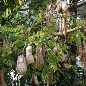 Kapok Tree Seeds | Silk Cotton, Tropical Gardens (10 Seeds) - Etsy
