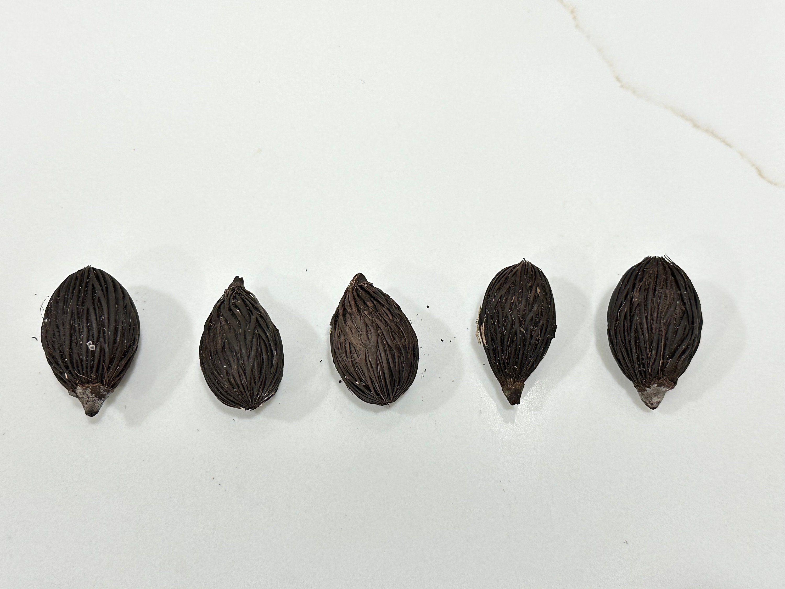 Foxtail Palm Seeds