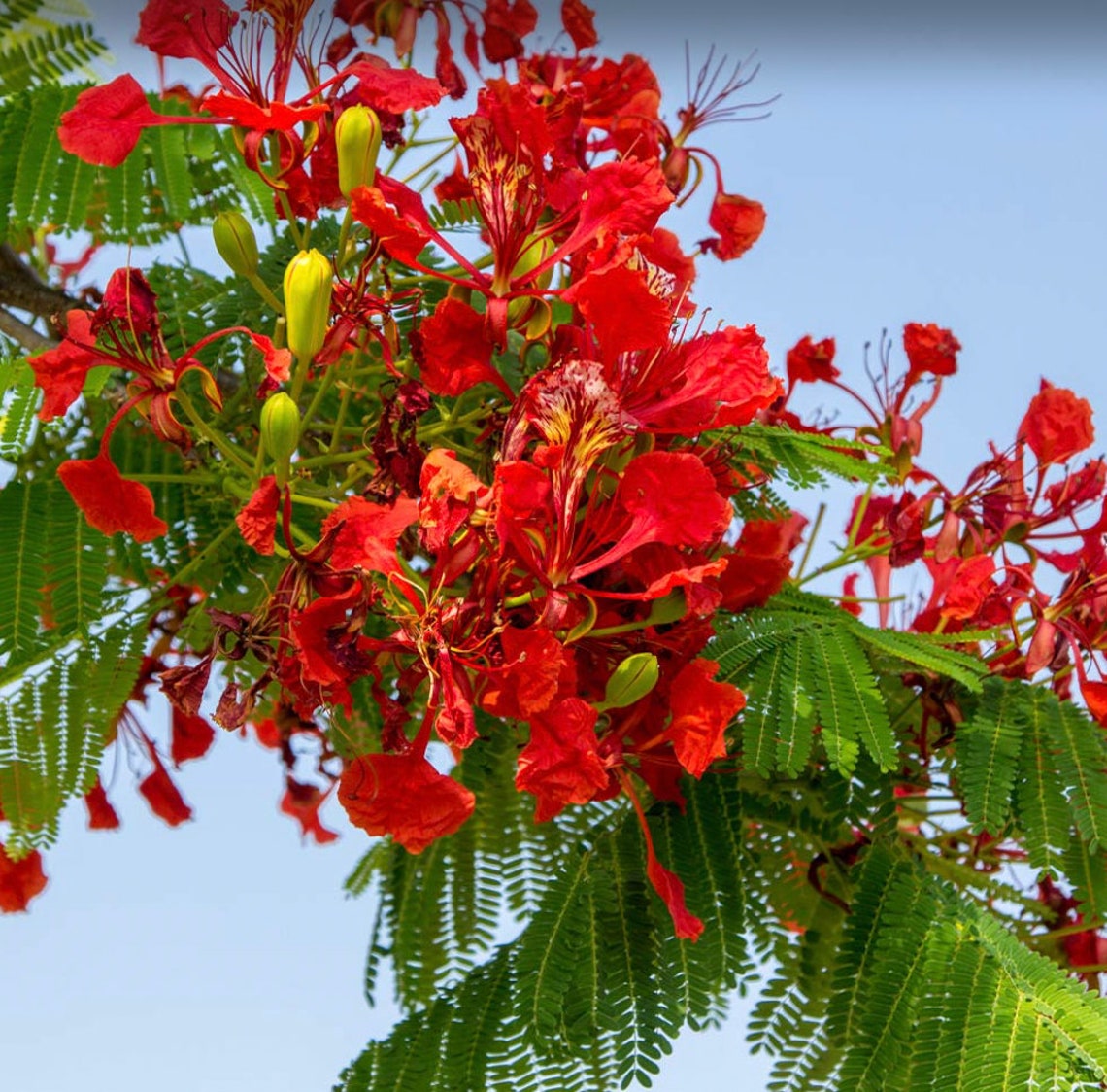 Royal Poinciana (delonix Regia) Flamboyant Tree Seedling - Healthy, 6 ...