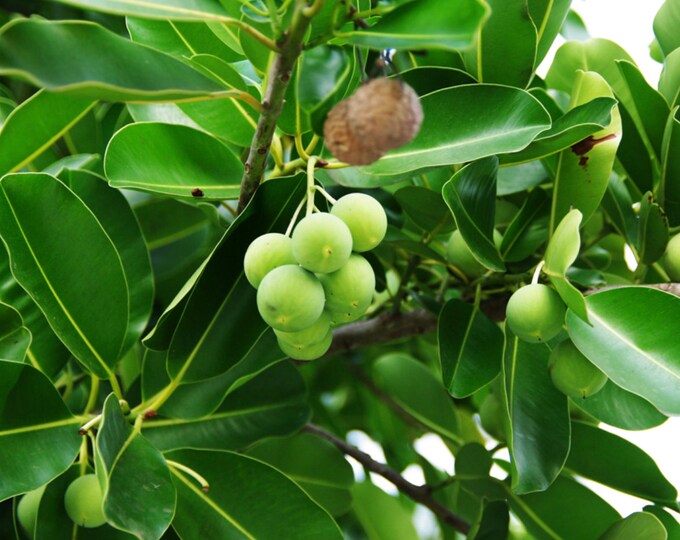 Tamanu (calophyllum Inophyllum) Live Plant | Organic & Healthy | 10-16 ...
