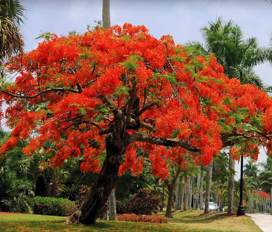 Royal Poinciana (delonix Regia) Flamboyant Tree Seedling - Healthy, 6-12" Tall - Etsy