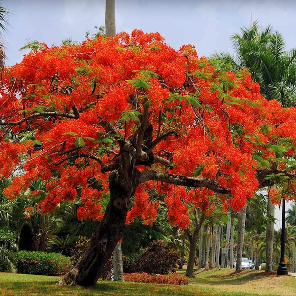 Dwarf Poinciana - Etsy