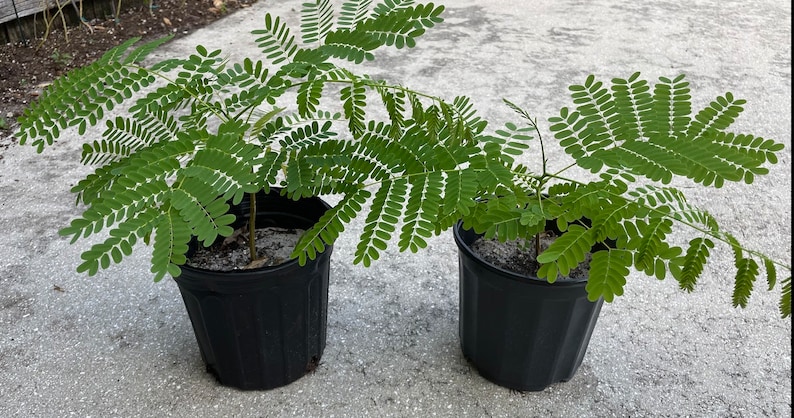 Royal Poinciana (delonix Regia) Flamboyant Tree Seedling - Healthy, 6 ...