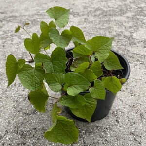 Pink Coral Vine Plant Starter (antigonon Leptopus) - Beautiful and ...