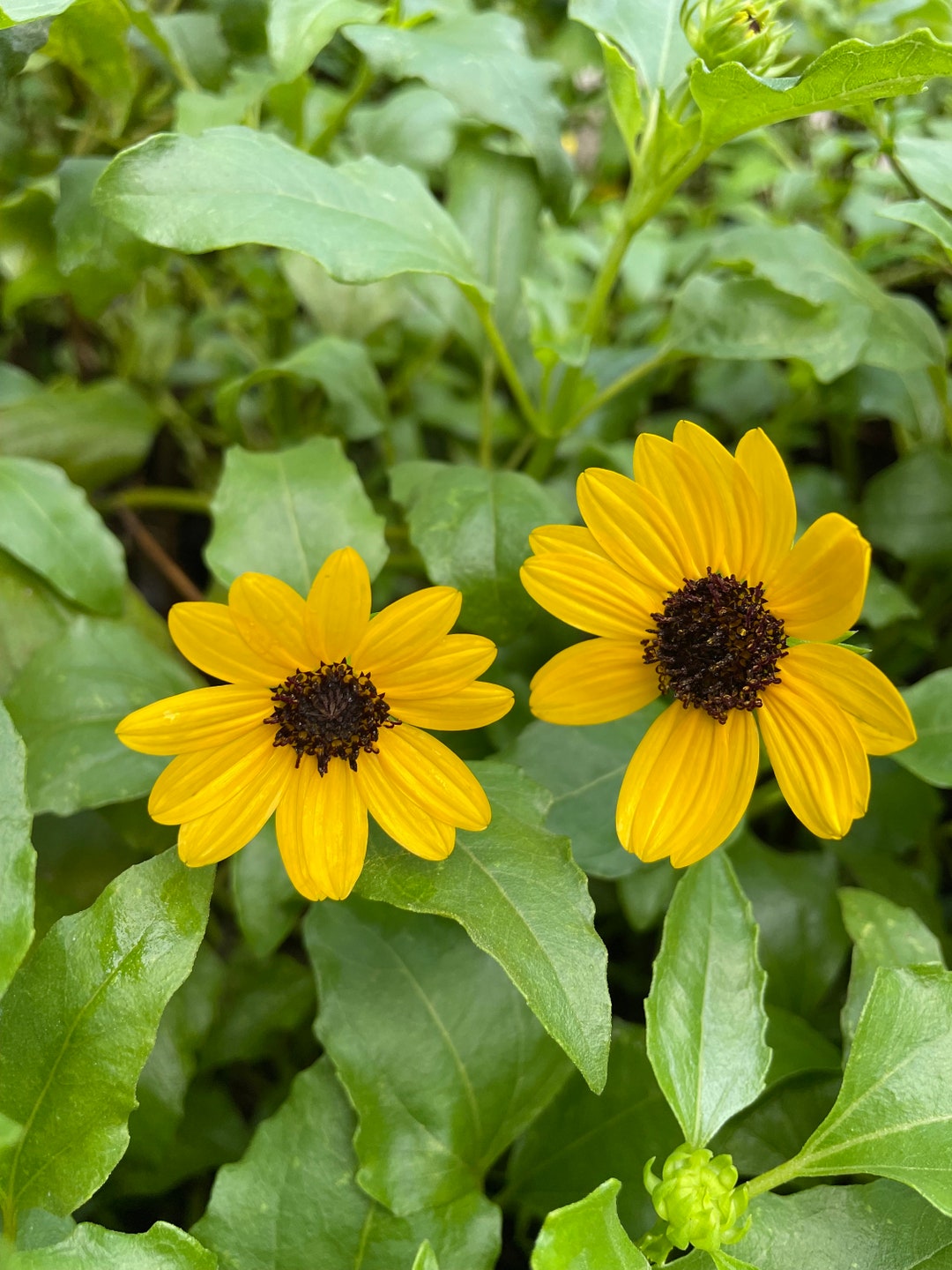 Beach Sunflower Seeds (helianthus Debilis) 30 Count - Bring Coastal ...