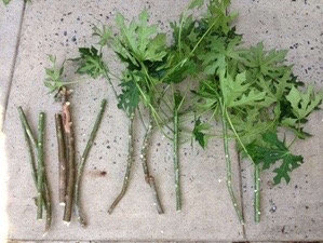 4 Chaya Spinach Plant Cuttings 8-10 Easy-to-root Start for Your Garden ...