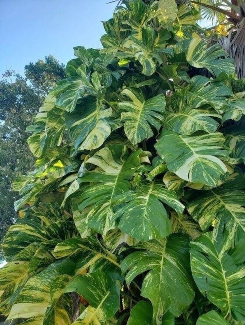 Giant Golden Pothos epipremnum Aureum 'hawaiian - Etsy