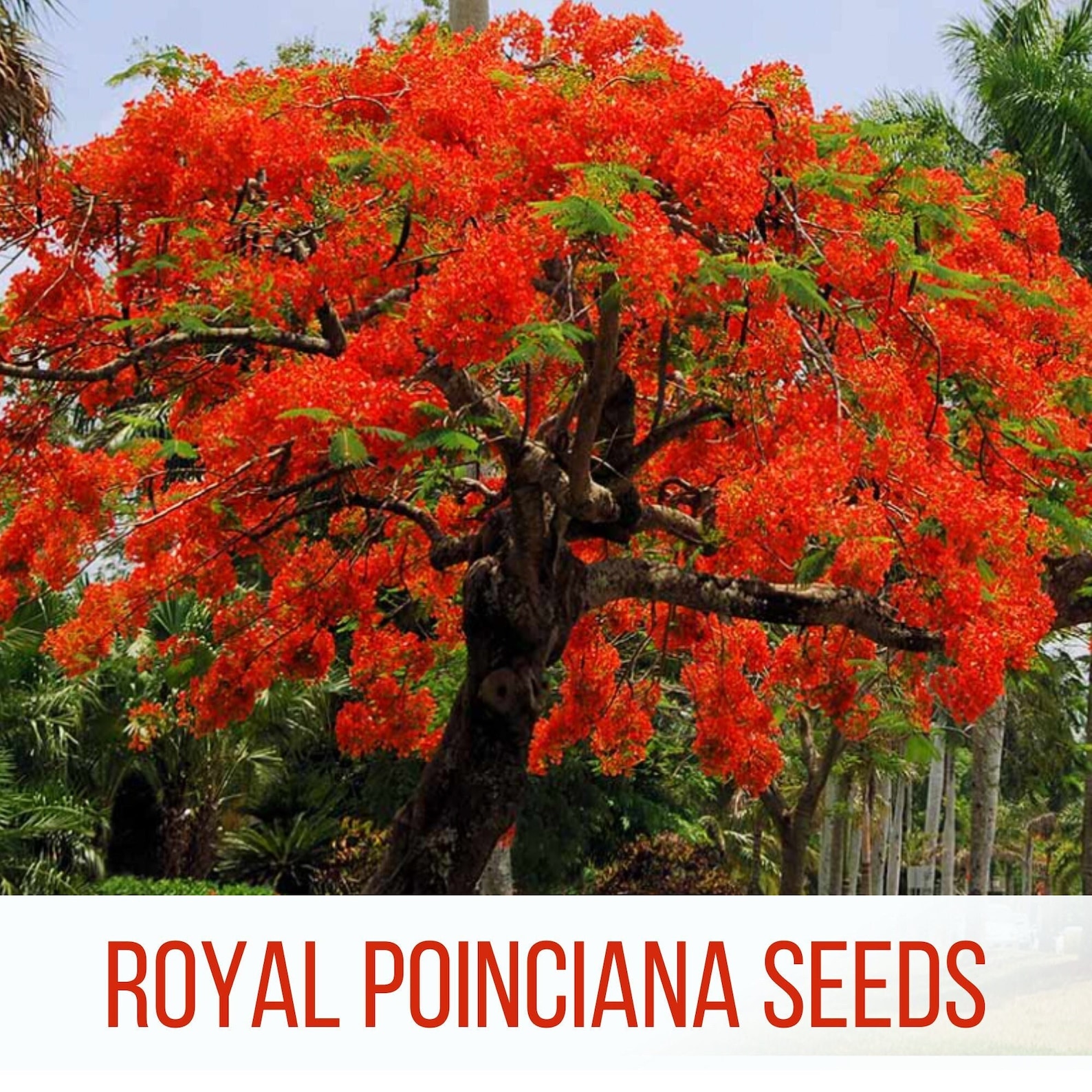 Royal Poinciana (flamboyant Tree) Seeds | Deloix Regia Seeds | Fresh ...