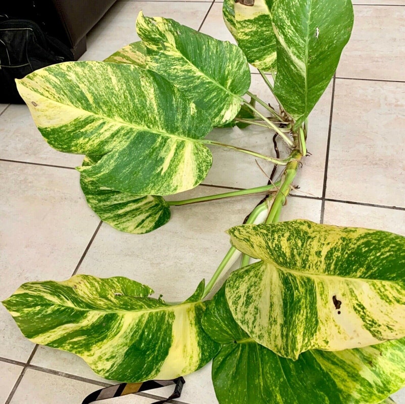 Giant Golden Pothos epipremnum Aureum 'hawaiian - Etsy