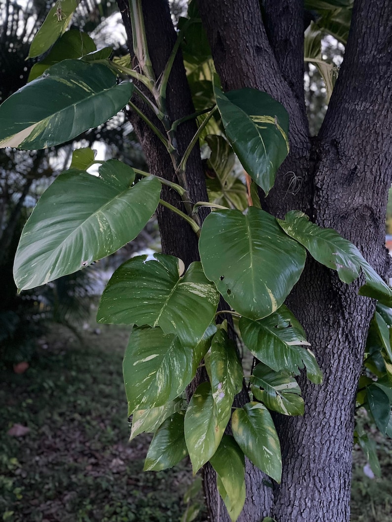 Giant Golden Pothos epipremnum Aureum 'hawaiian - Etsy