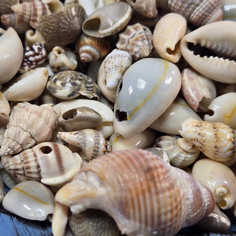 Sea Shells Beads - Etsy