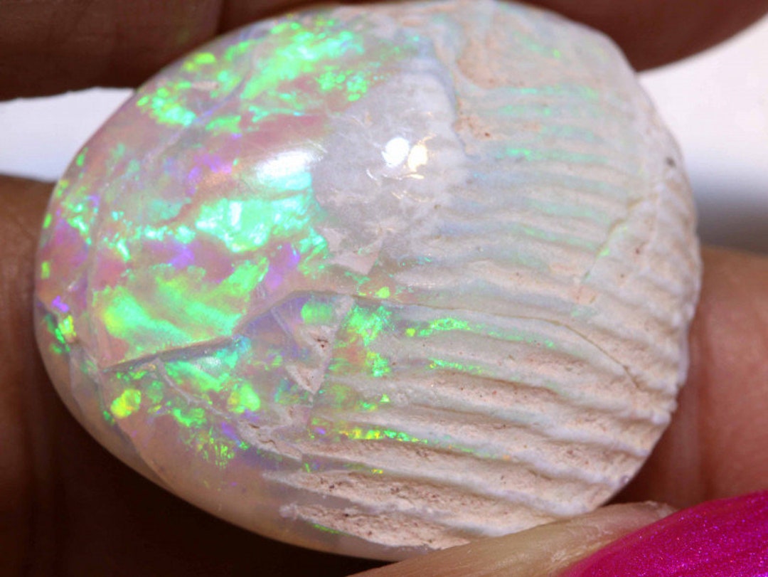 Opalised Clam Shell Fossil From Lightning Ridge, Australia - Etsy