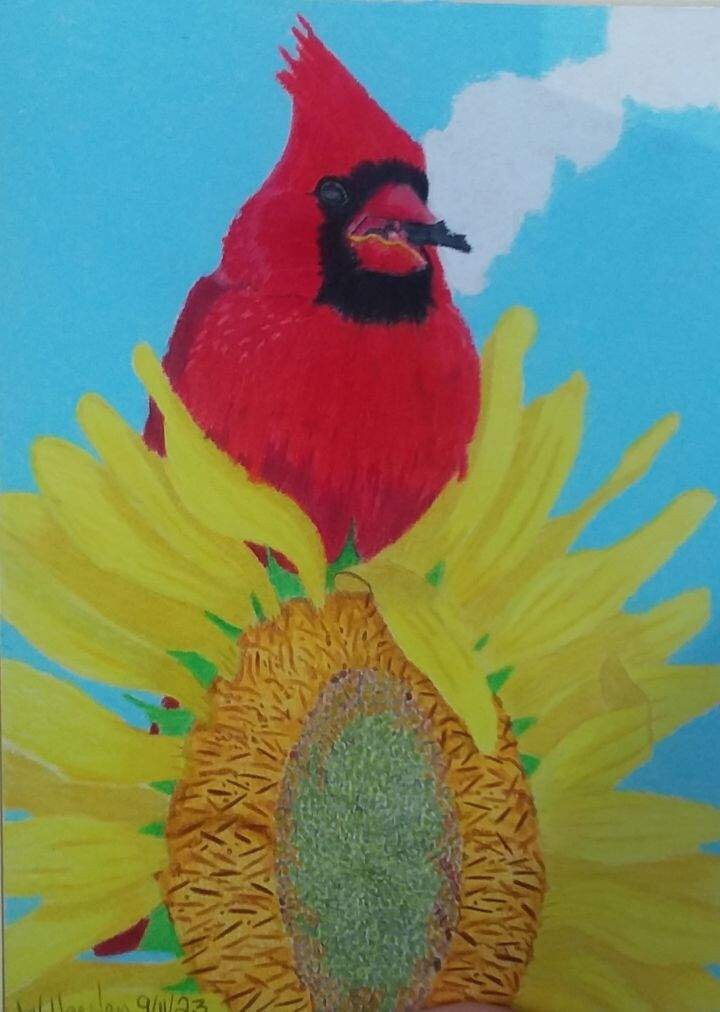 6 X 8 Inch Cardinal on Sunflower Drawing - Etsy