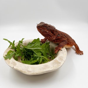 Ceramic Deep Salad Bowl for Reptiles, Lizards, Snakes, Bearded Dragon ...