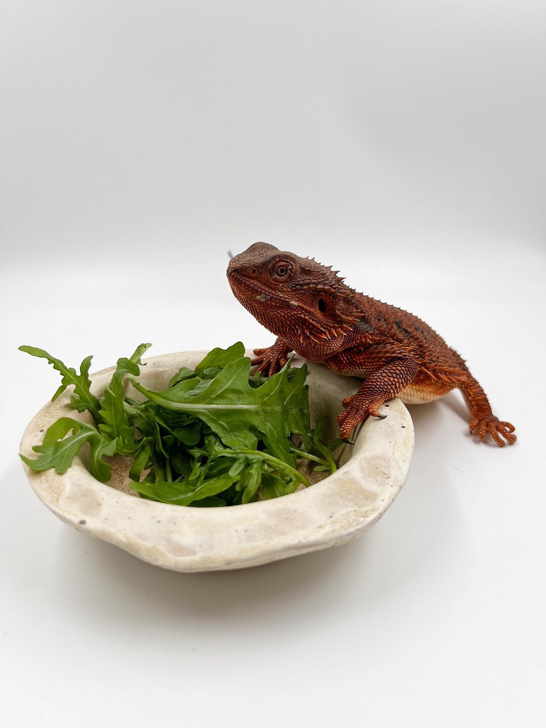 Ceramic Deep Salad Bowl for Reptiles, Lizards, Snakes, Bearded Dragon ...