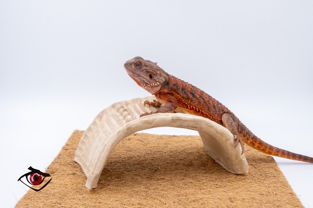 Handmade Ceramic Basking Spot/ Bridge for Reptiles, Spider Etc.. - Etsy