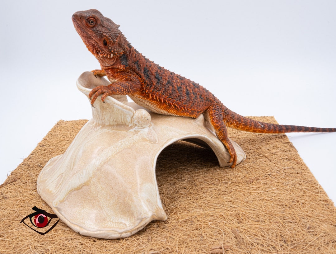 Ceramic Basking Spot for Bearded Dragon - Etsy