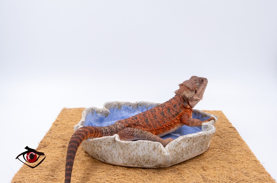A Ceramic Medium Swimming Pool / Frogs / Bearded Dragon / Gecko ...