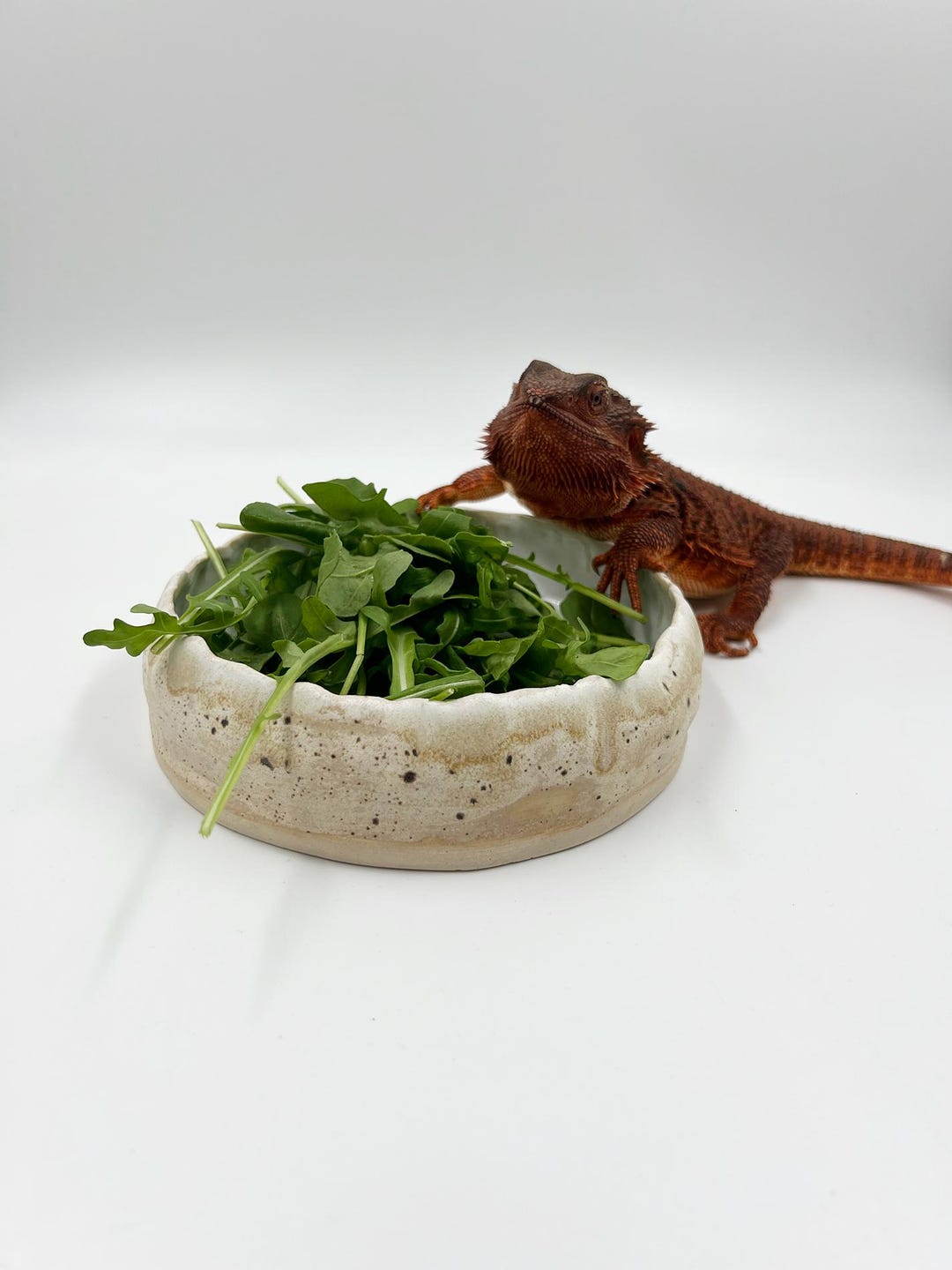 Large Ceramic Salad Bowl/swimming Pool for Reptiles / Lizard / Bearded ...