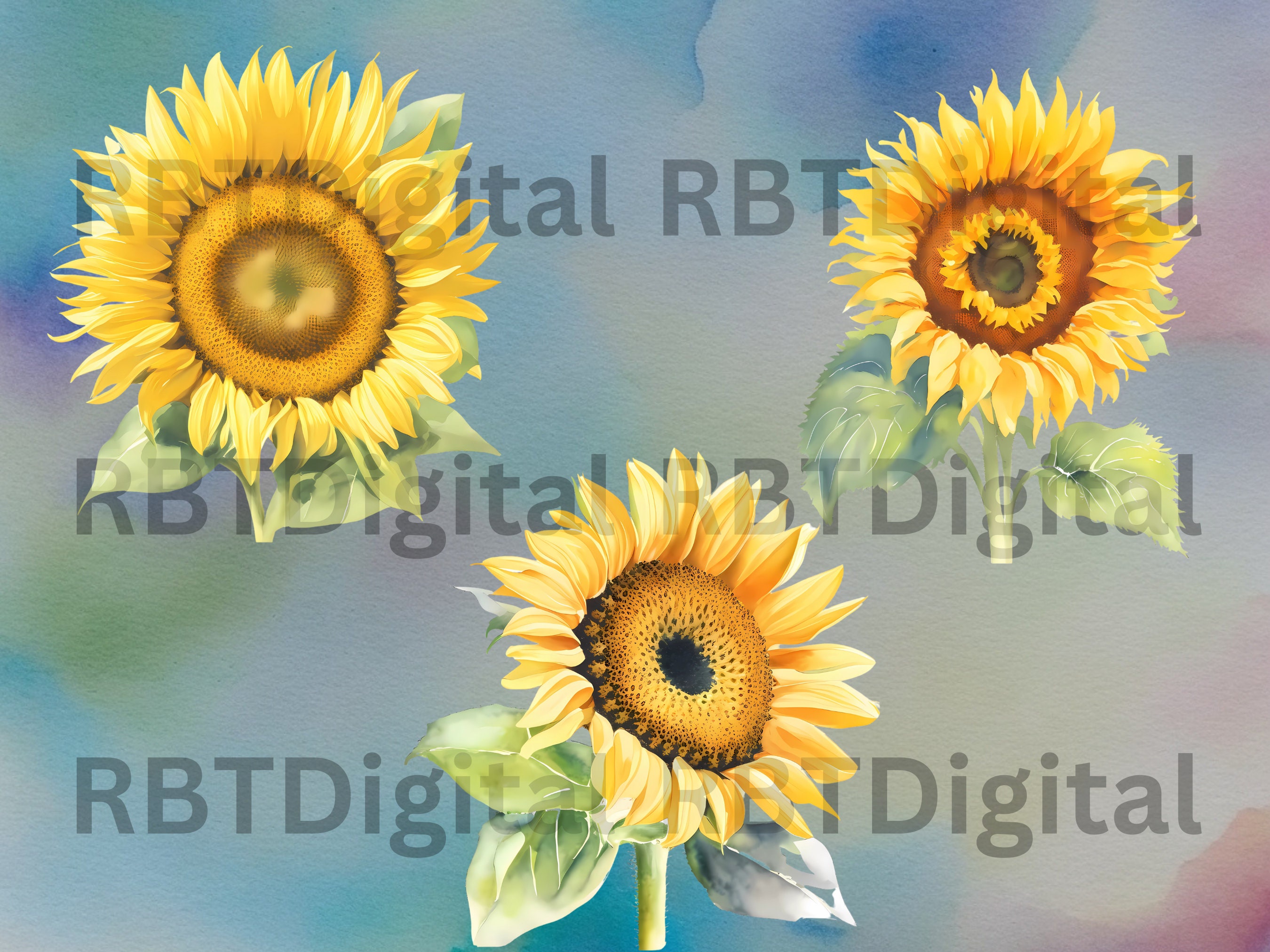 Watercolor Sunflower Clipart Floral Art Botanical Illustration - Etsy