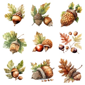 43 Acorn Watercolor Clipart, Oaknut Clipart, PNG Individual Images on ...