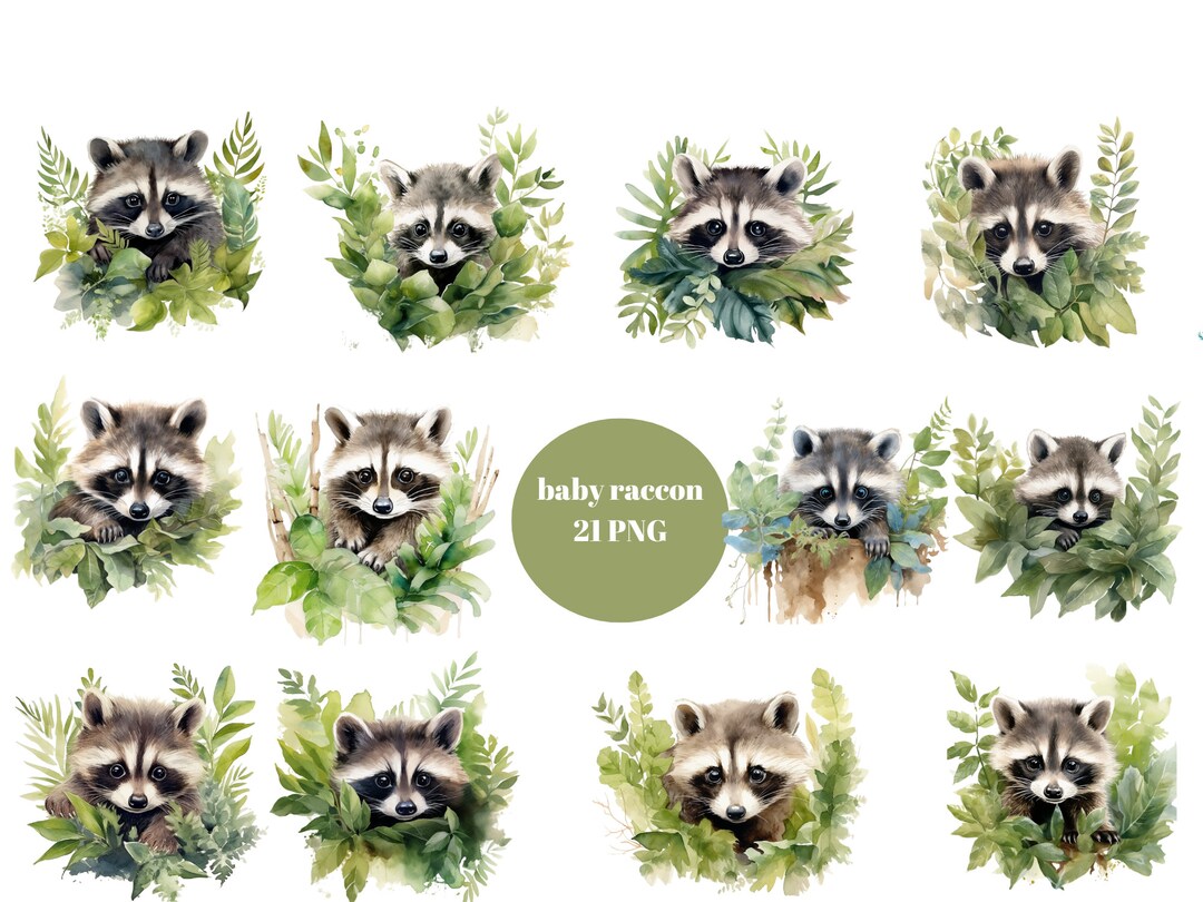 21 Baby Raccoons Watercolor Clipart, Animals Clipart, PNG Individual ...