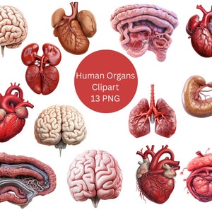 Human Organs Clipart, Transparent Background, High Quality, Clipart ...