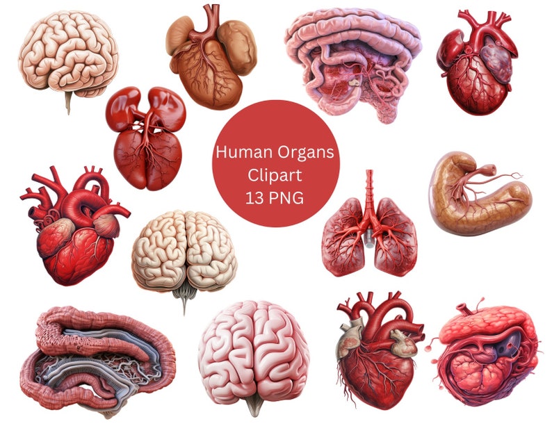 Human Organs Clipart Transparent Background High Quality - Etsy