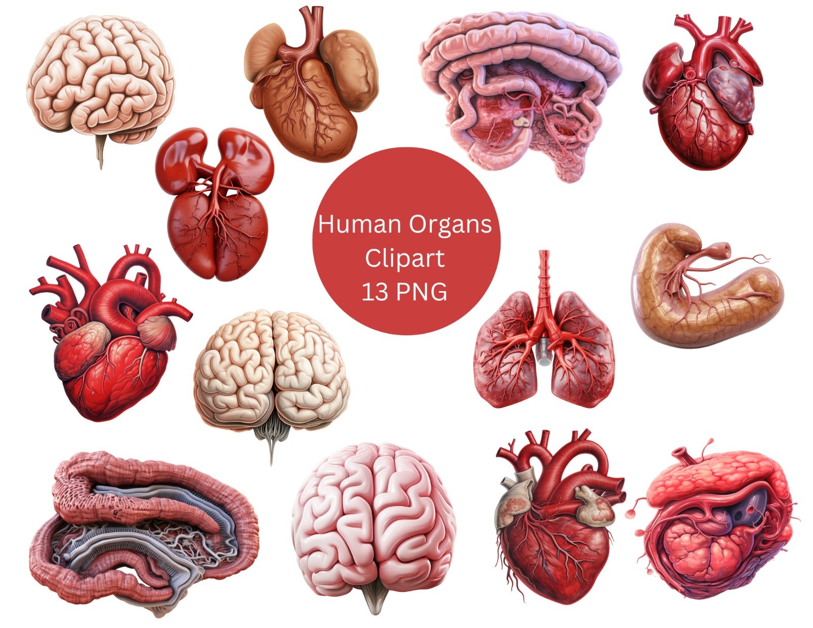 Human Organs Clipart Transparent Background High Quality - Etsy