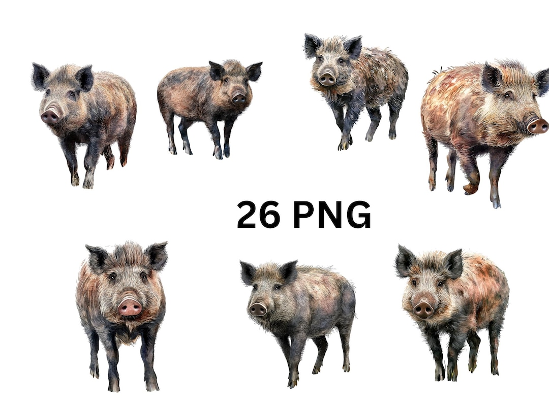 Realistic Wild Boar Clipart Set 26 PNG Images of Wild Boars in High ...