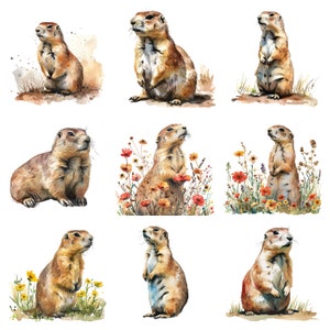 Watercolor Prairie Dogs Clipart, PNG Digital Files on Transparent ...