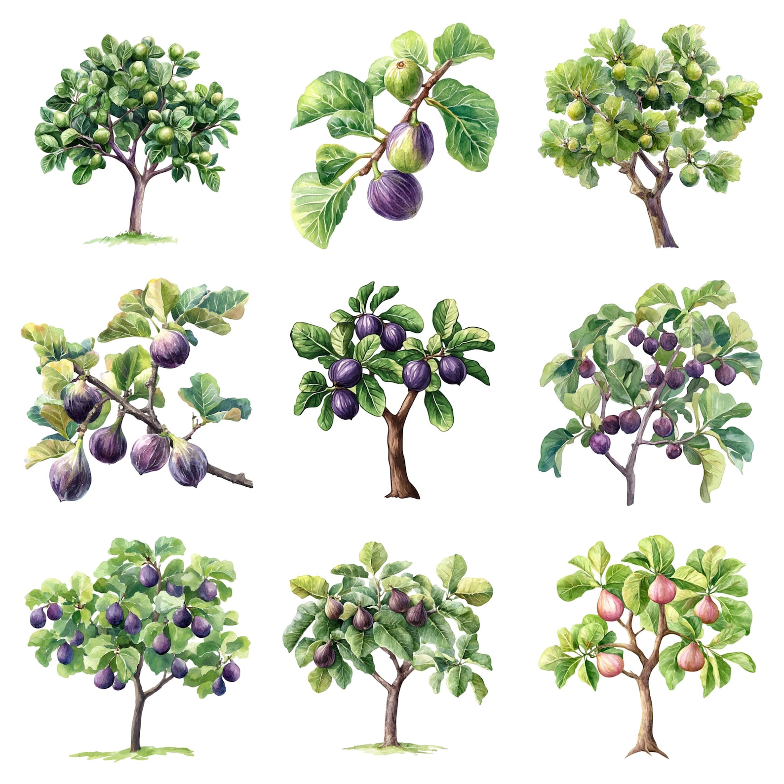 21 Fig Trees Watercolor Clipart, PNG Digital Files on Transparent ...