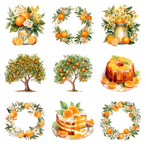Watercolor Oranges Clipart, PNG Digital Files on Transparent Background ...