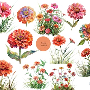 Watercolor Zinnia Clipart, Floral PNG Individual Images on Transparent ...