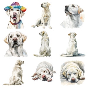 Watercolor White Labs Clipart, Labrador Retriever PNG Digital Files on ...
