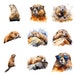 Watercolor Marmots Clipart, PNG Digital Files on Transparent Background ...