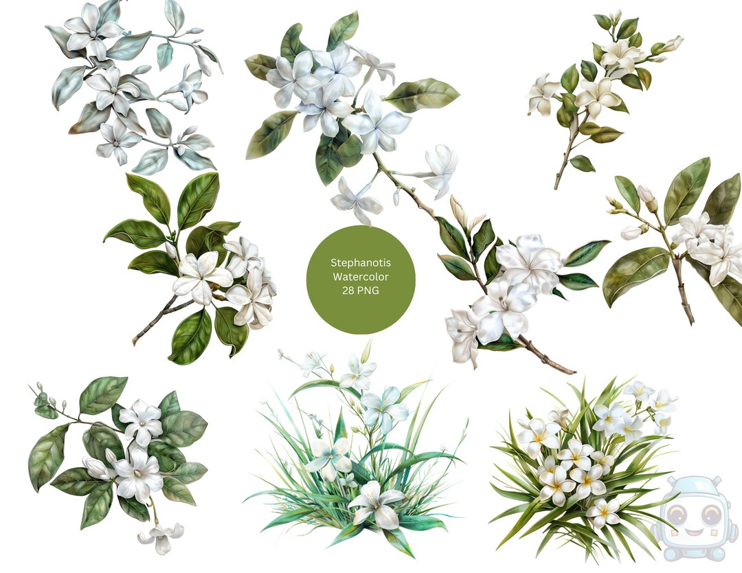 Watercolor Stephanotis Clipart, Floral PNG Individual Images on ...