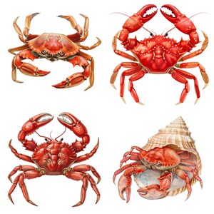 Watercolor Crabs Clipart, PNG Digital Files on Transparent Background ...