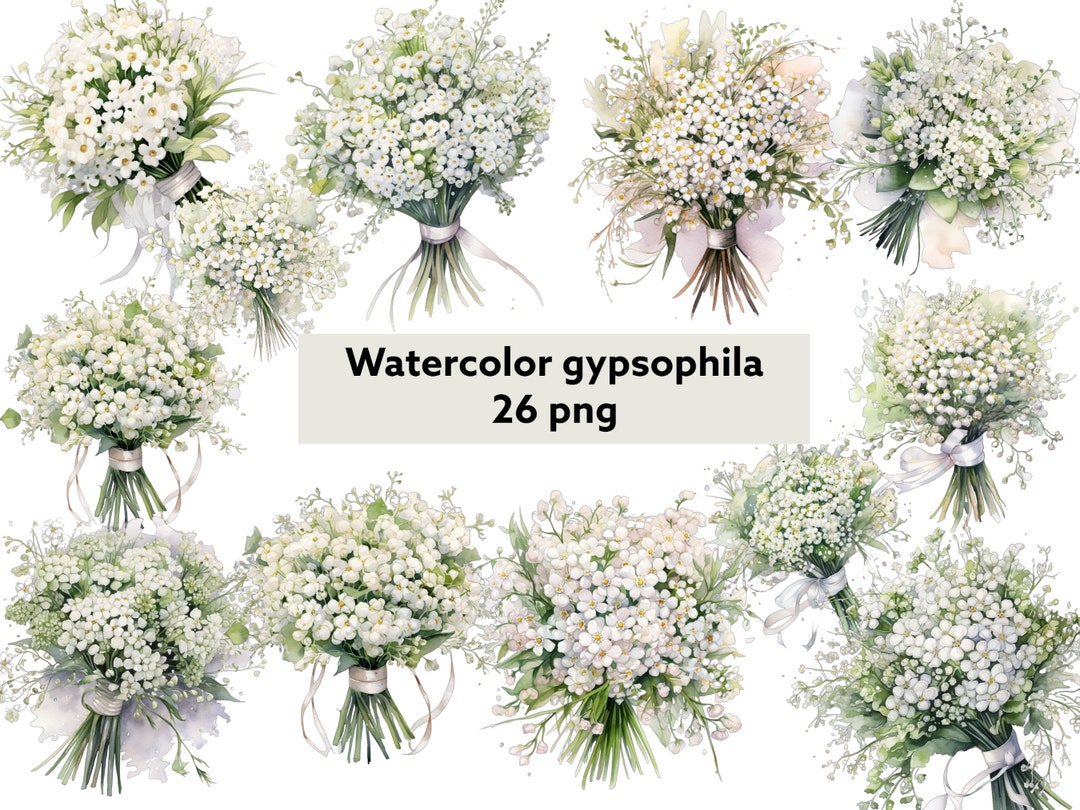 Watercolor Gypsophila , Transparent Background, High Quality, Clipart ...
