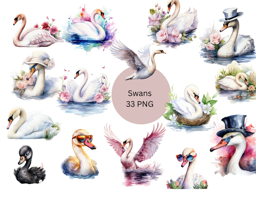 Watercolor Swans Clipart, PNG Digital Files on a Transparent Background ...