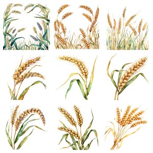 Watercolor Wheat Clipart, PNG Digital Files on Transparent Background ...