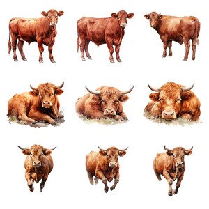 Watercolor Red Angus Clipart, PNG Digital Files on Transparent Background, Scrapbook ...